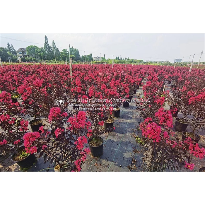 China Lagerstroemia Indica Dwarf Ball Shape: Compact and Beautiful ...